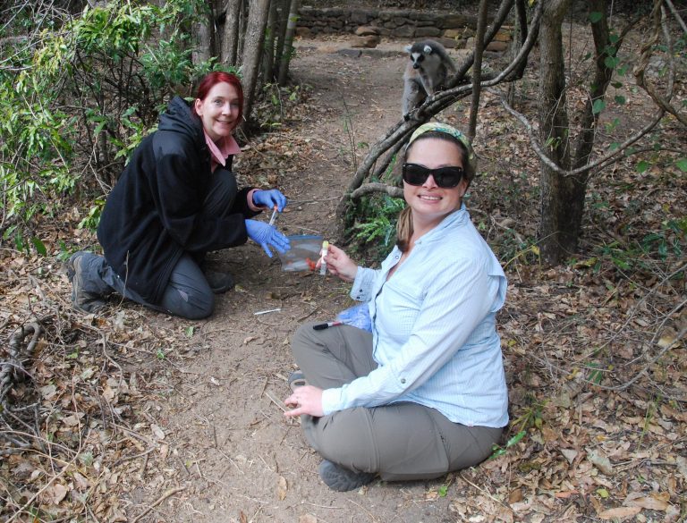 Lemur Poop Could Pinpoint Poaching Hotspots - Research Blog