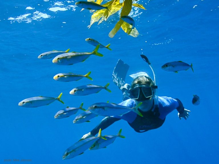 From Sunfish-Seeker to Planet-Saver: Dr. Tierney Thys - Research Blog