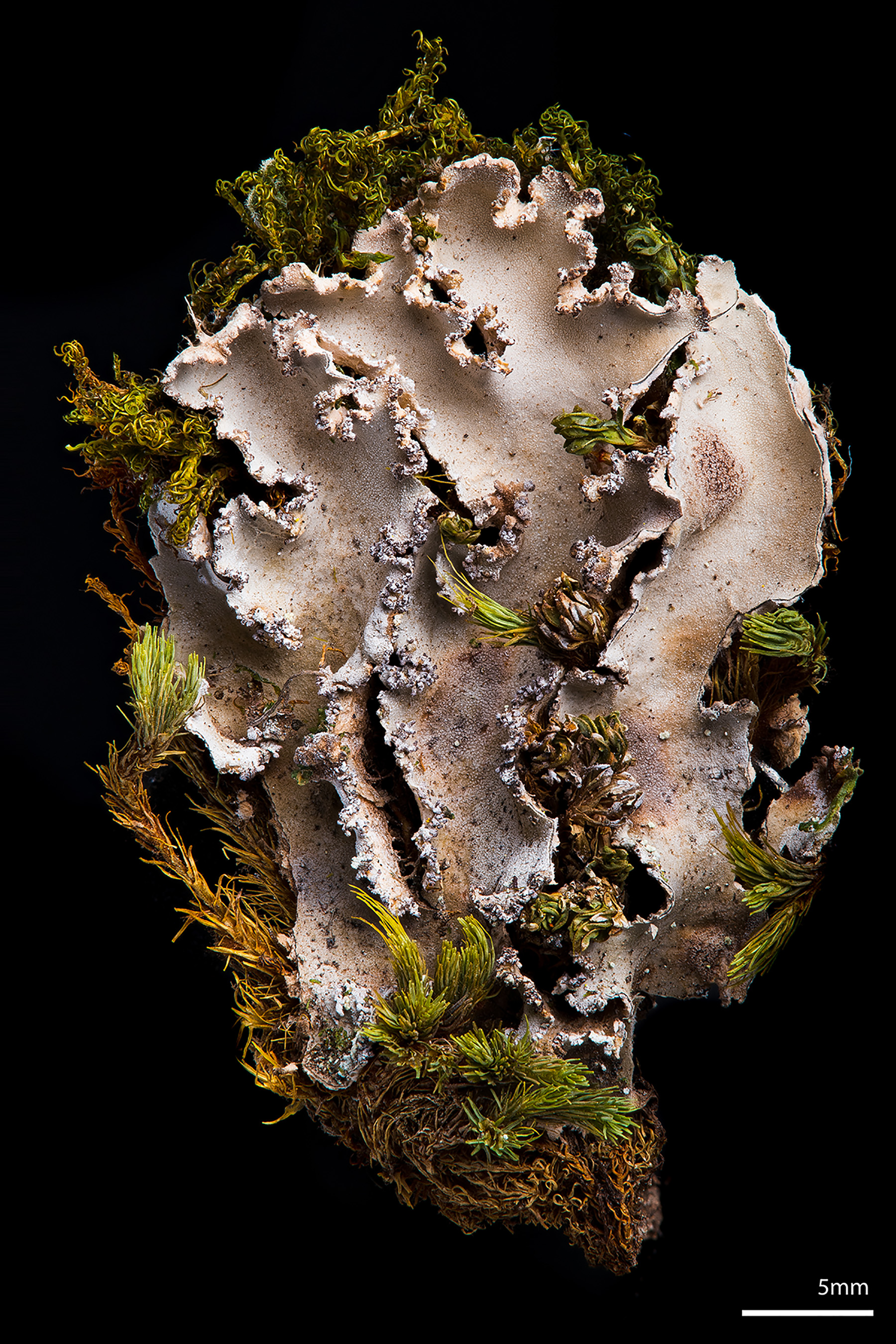 Combining Up-Close Views of Science, Nature With the Magic of Light ...