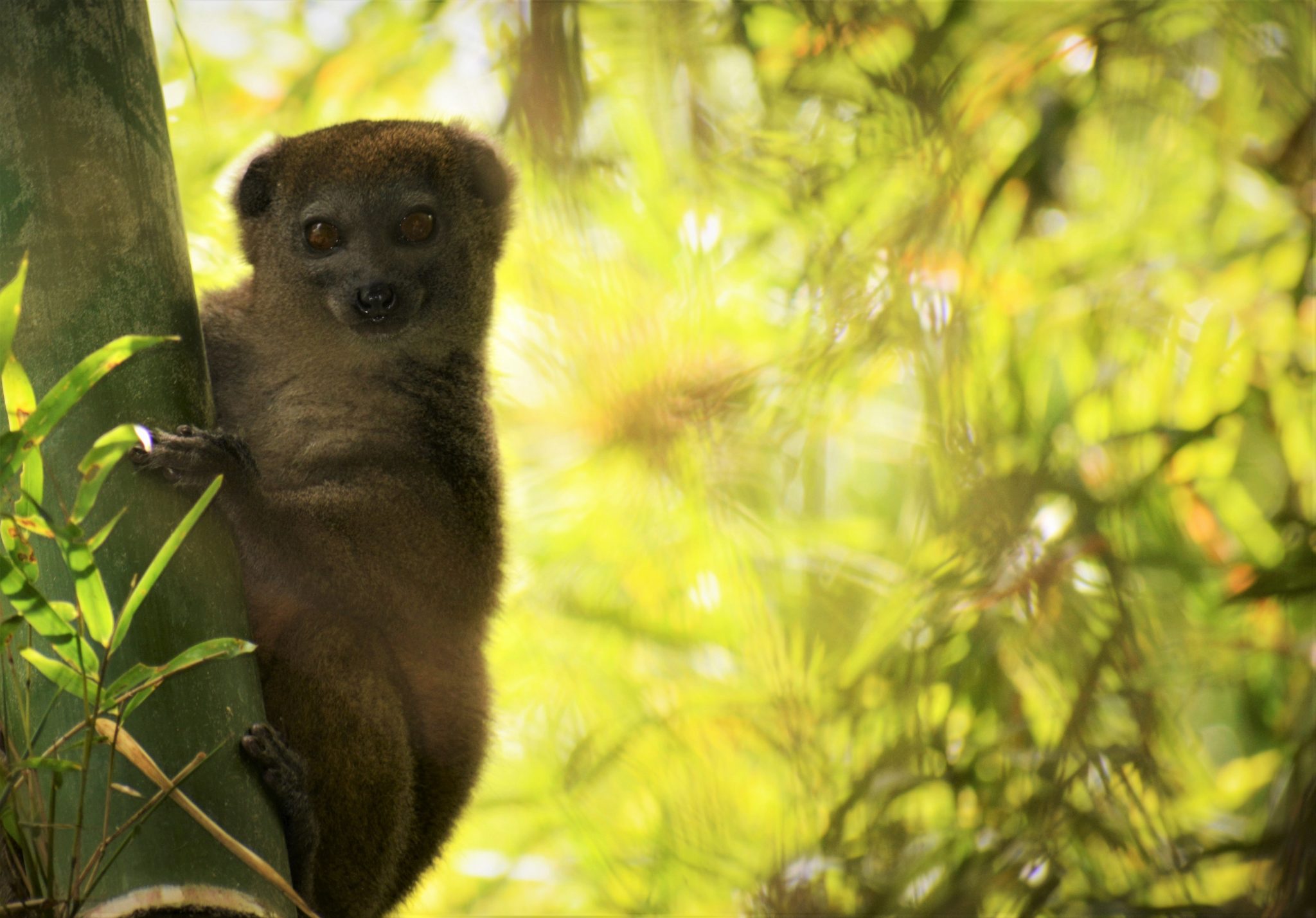 Predicting What Extinctions Could Mean for Lemurs and the Forests They ...